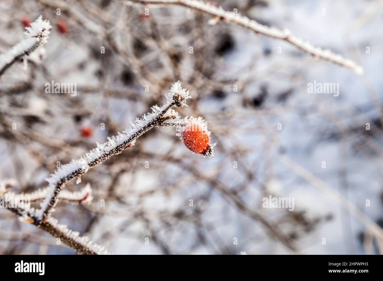 rose hips in detail in winter Stock Photo - Alamy