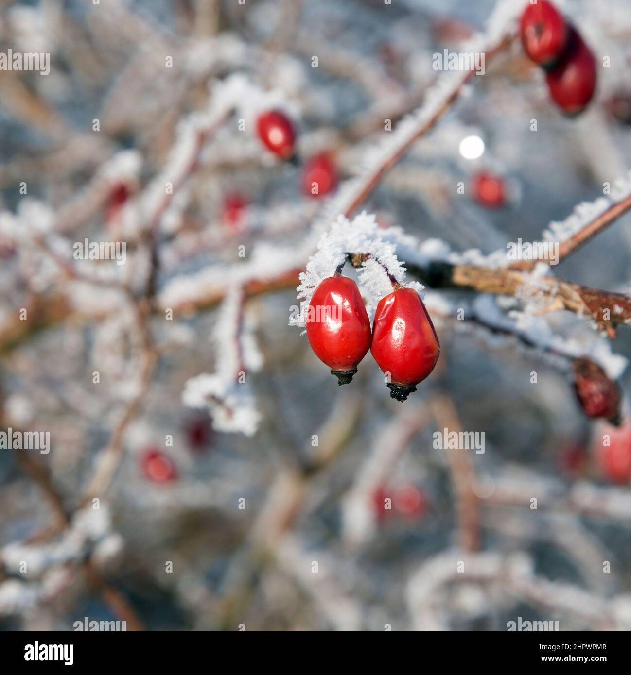 rose hips in detail in winter Stock Photo - Alamy