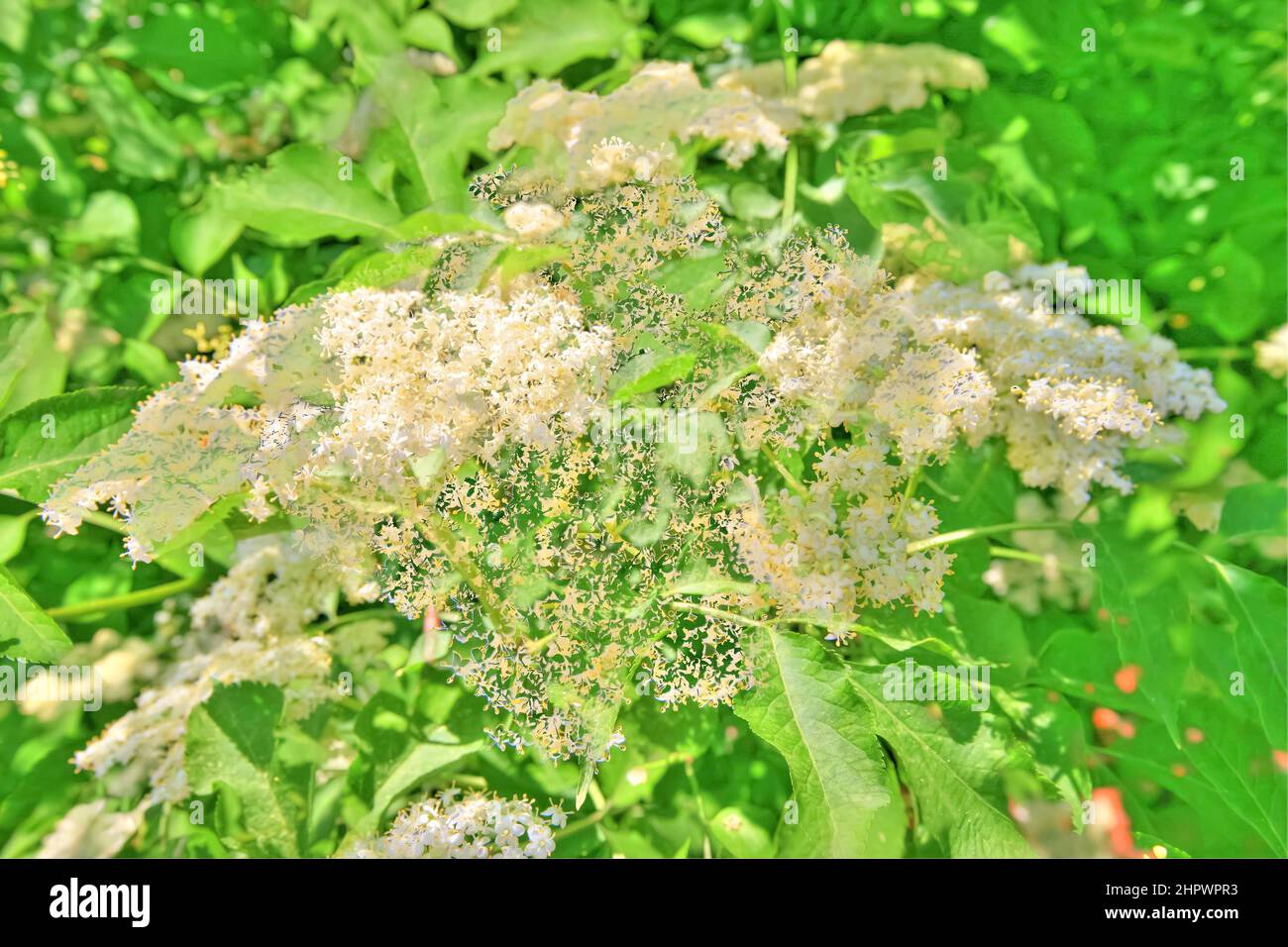 Elder (Sambucus), elderflower creative, Germany Stock Photo - Alamy