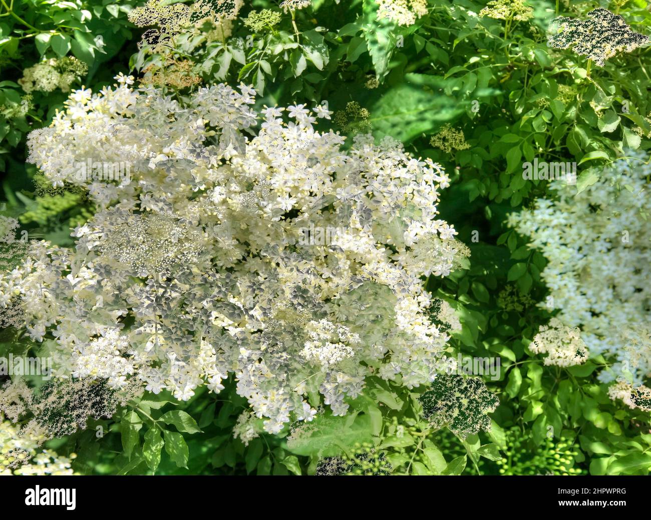 Elder (Sambucus), elderflower creative, Germany Stock Photo - Alamy