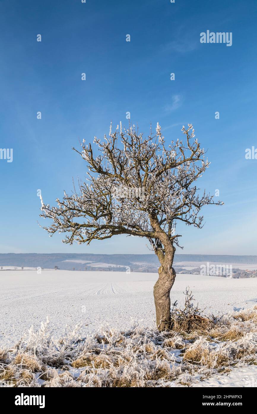white icy trees in harmonic snow covered landscape Stock Photo - Alamy