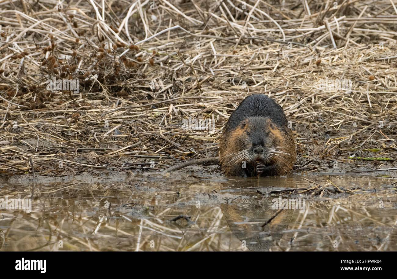 Nutria (Myocastor coypus), feeding, Marchau, Stillfried, Lower Austria ...