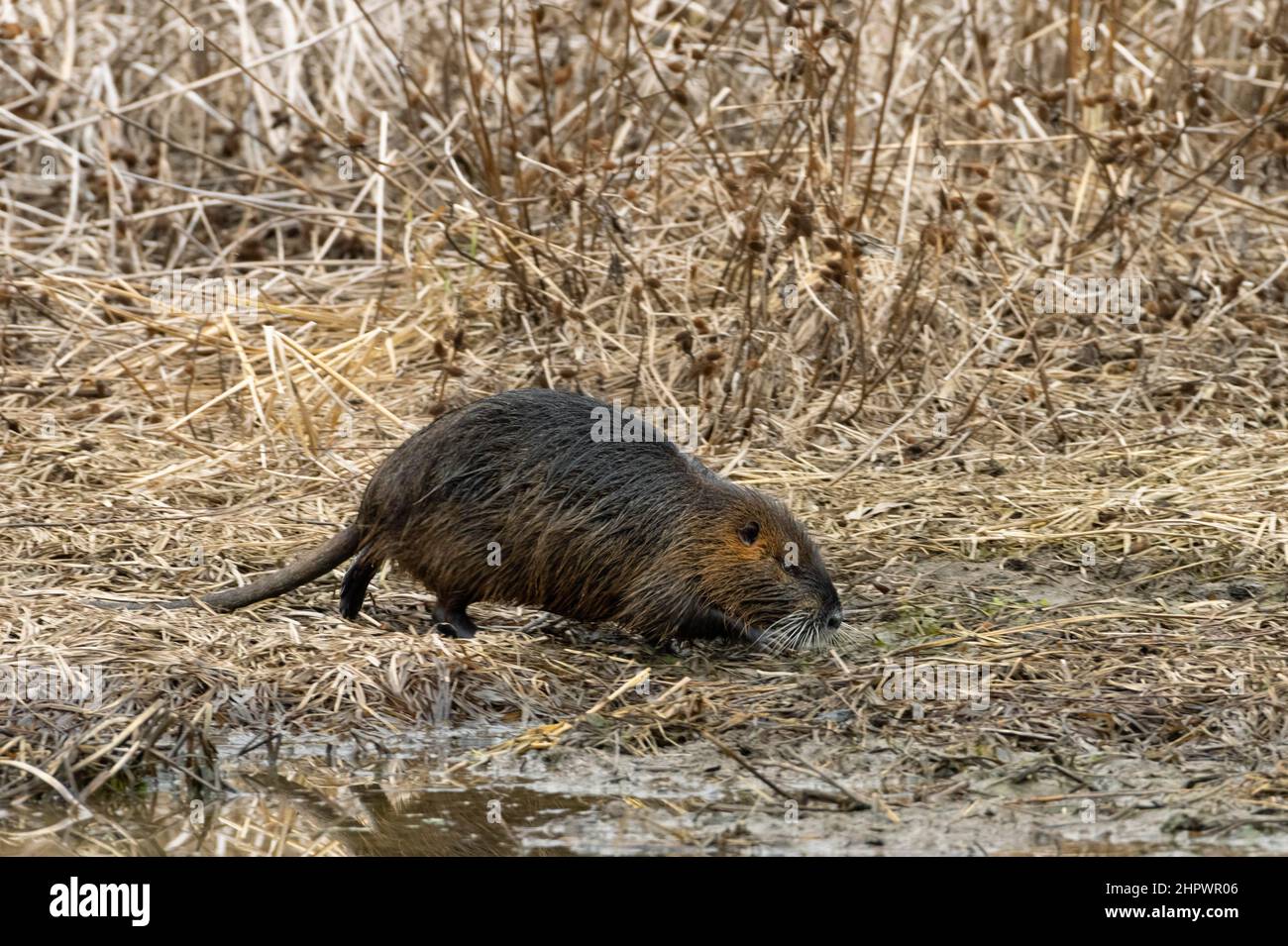 Nutria (Myocastor coypus), Marchau, Stillfried, Lower Austria, Austria ...