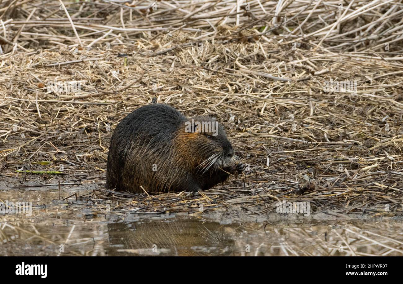 Nutria (Myocastor coypus), feeding, Marchau, Stillfried, Lower Austria ...