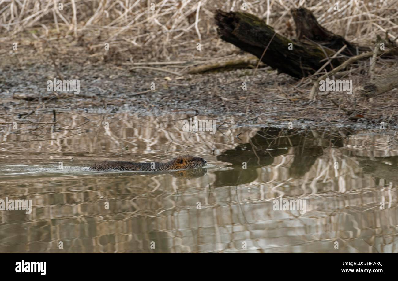 Nutria (Myocastor coypus), in the water, Marchau, Stillfried, Lower ...