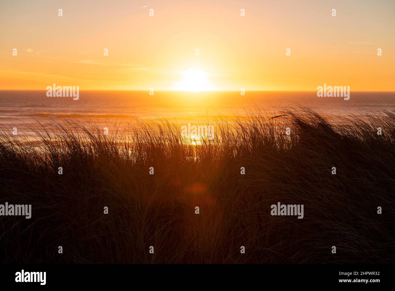 American beach grass hi-res stock photography and images - Alamy