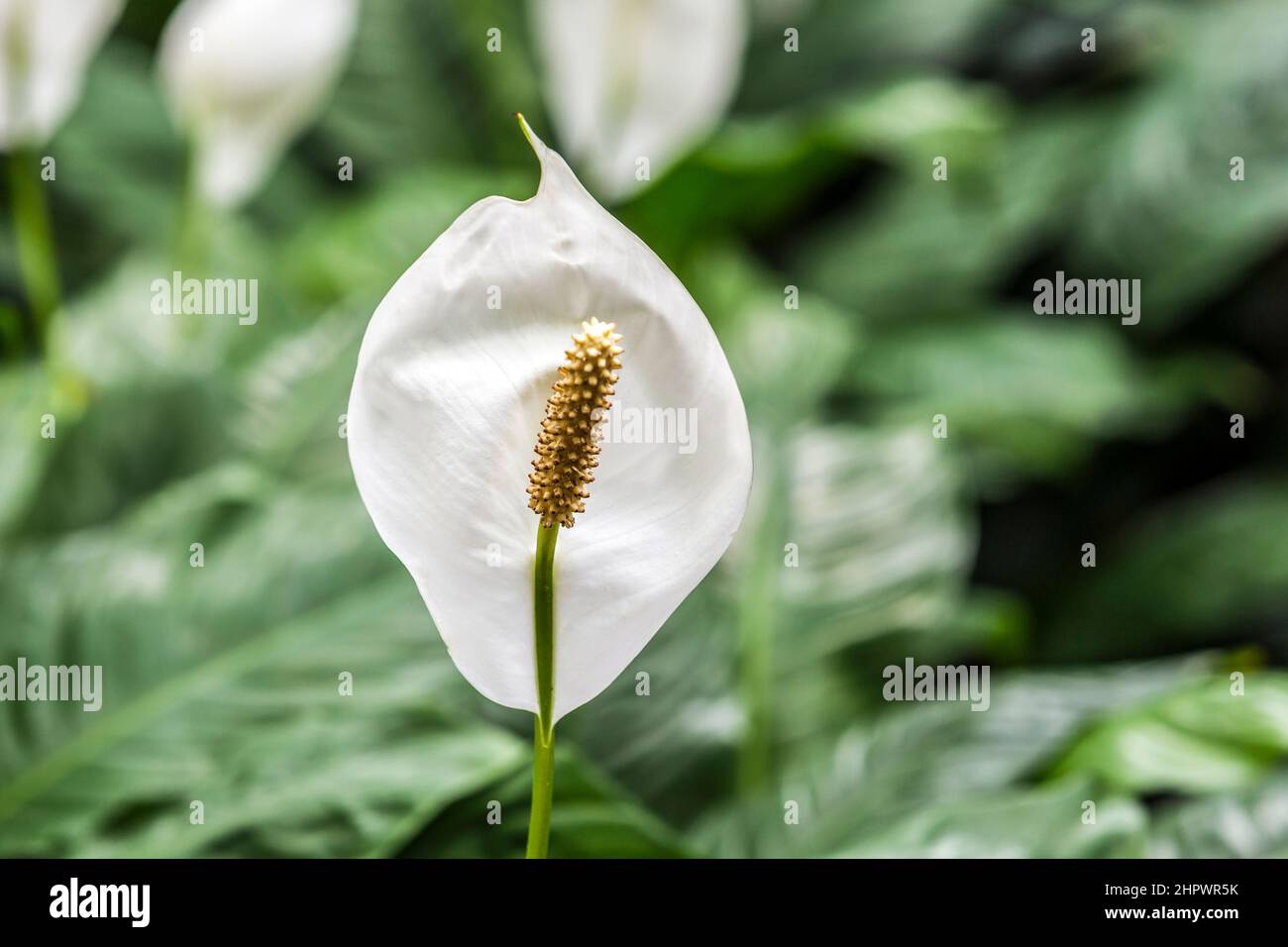 White Calla Lily with harmonic soft tropical background Stock Photo - Alamy