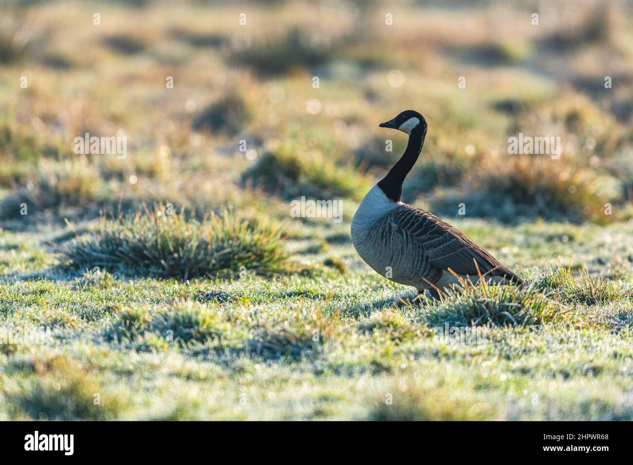 Canada Geese, Canada Goose, Branta Canadensis in habitat Stock Photo ...