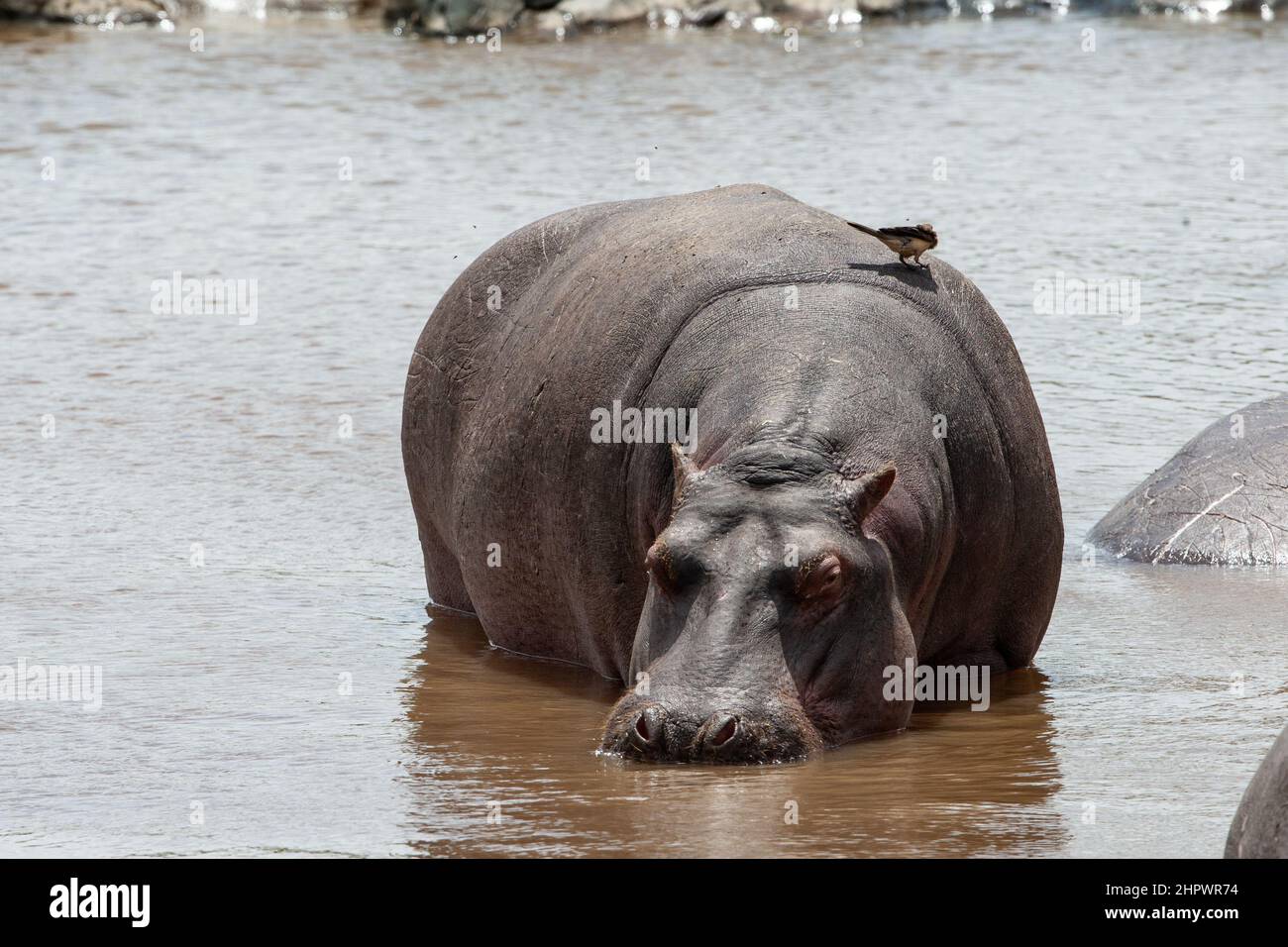 Common hippo herd hi-res stock photography and images - Alamy