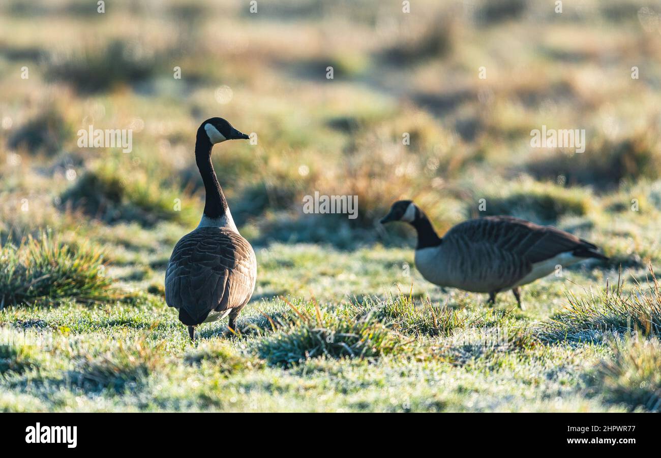 Canada Geese, Canada Goose, Branta Canadensis in habitat Stock Photo ...