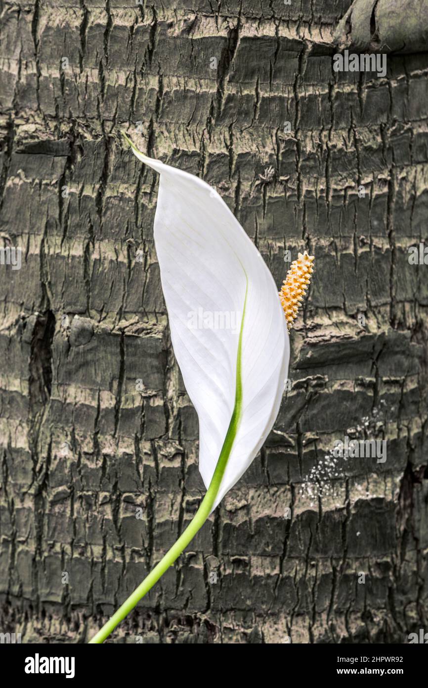 White Calla Lily with harmonic soft tropical background Stock Photo - Alamy