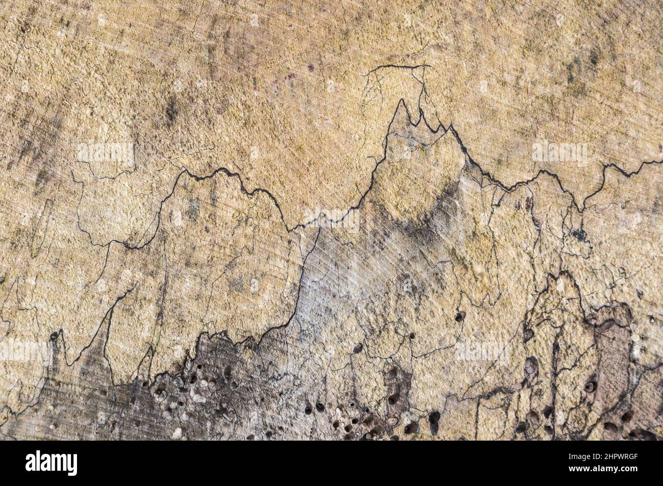 background of old wood stem with harmonic structure Stock Photo - Alamy