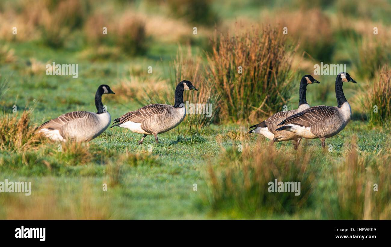 Canada Geese, Canada Goose, Branta Canadensis in habitat Stock Photo ...