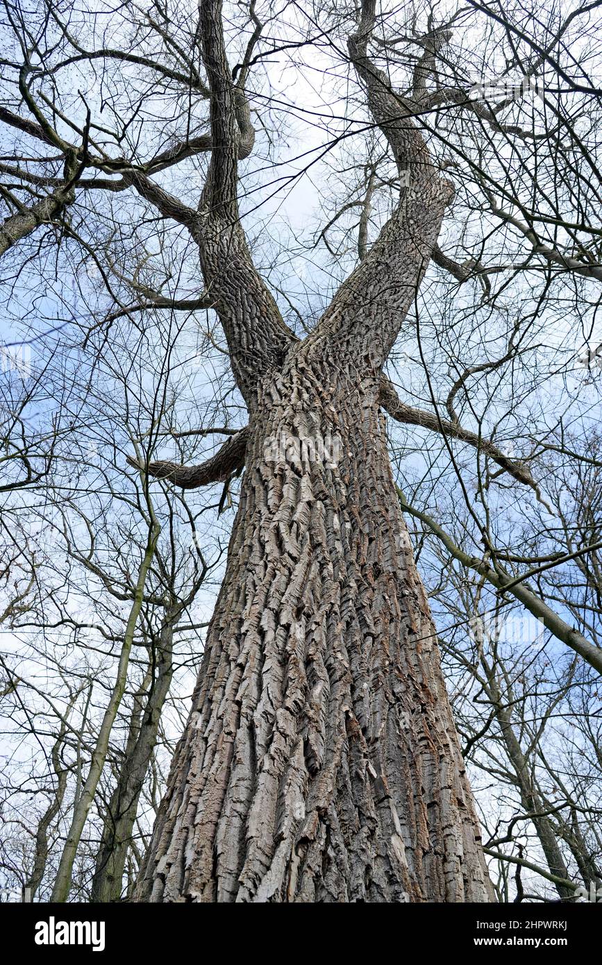 Poplar (Populus), mighty trunk with distinctive bark, tree bark, North ...