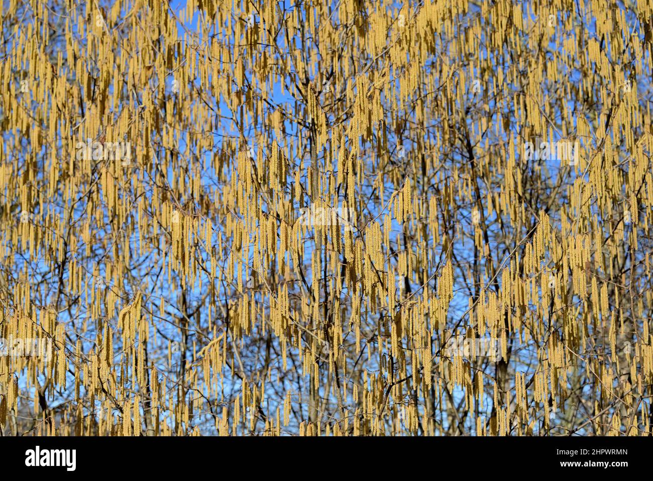 Common hazel (Corylus avellana), hazel bush with male hazel flowers ...