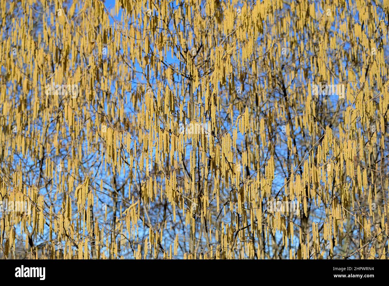 Common hazel (Corylus avellana), hazel bush with male hazel flowers ...