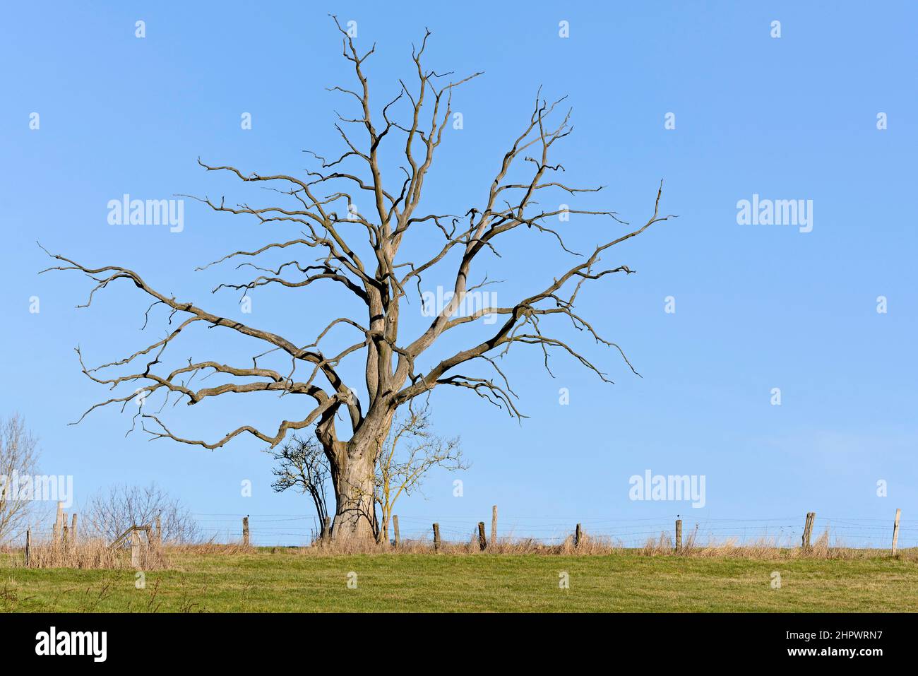 Deadwood tree hi-res stock photography and images - Alamy