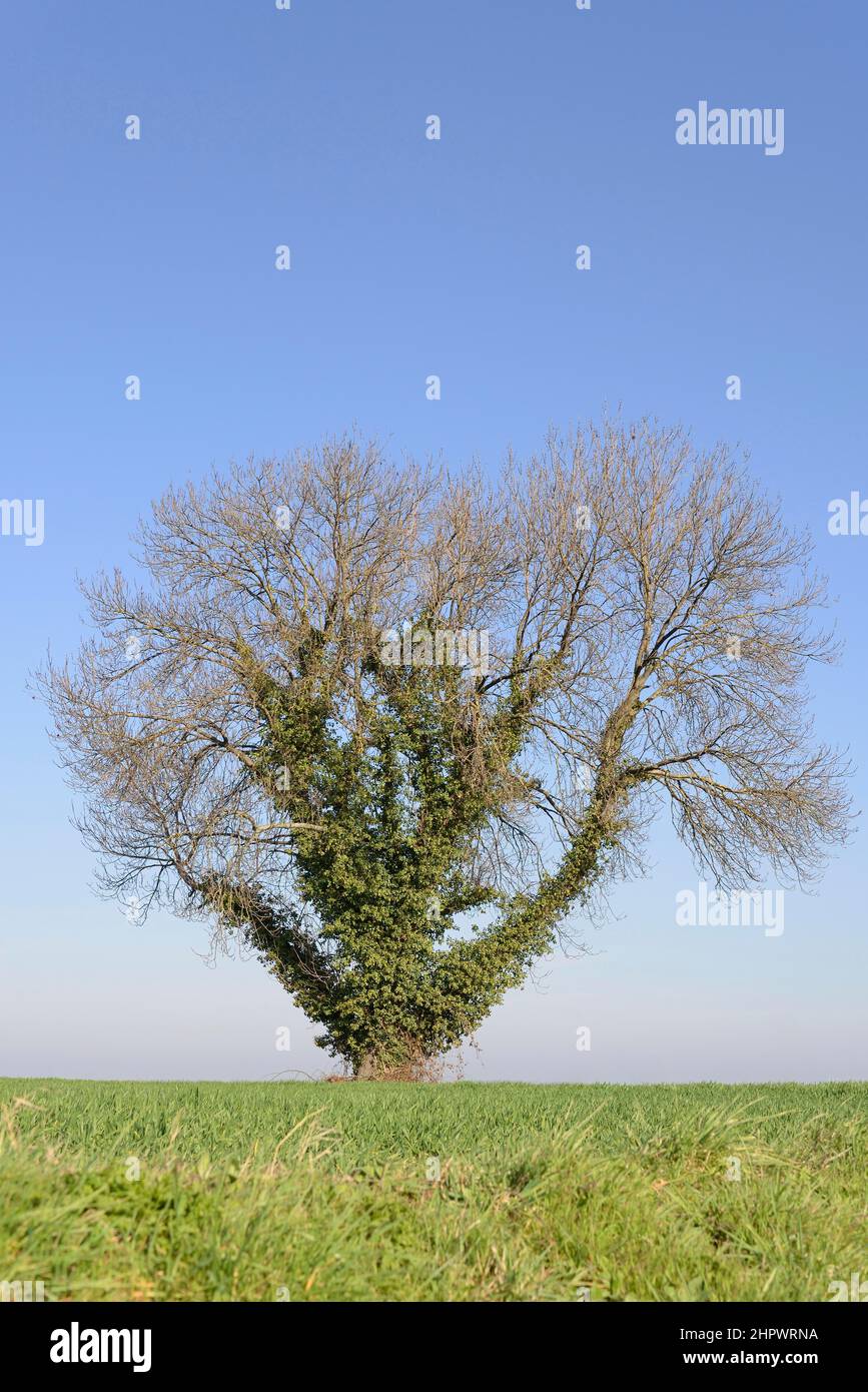 North West Blue Ivy Plant