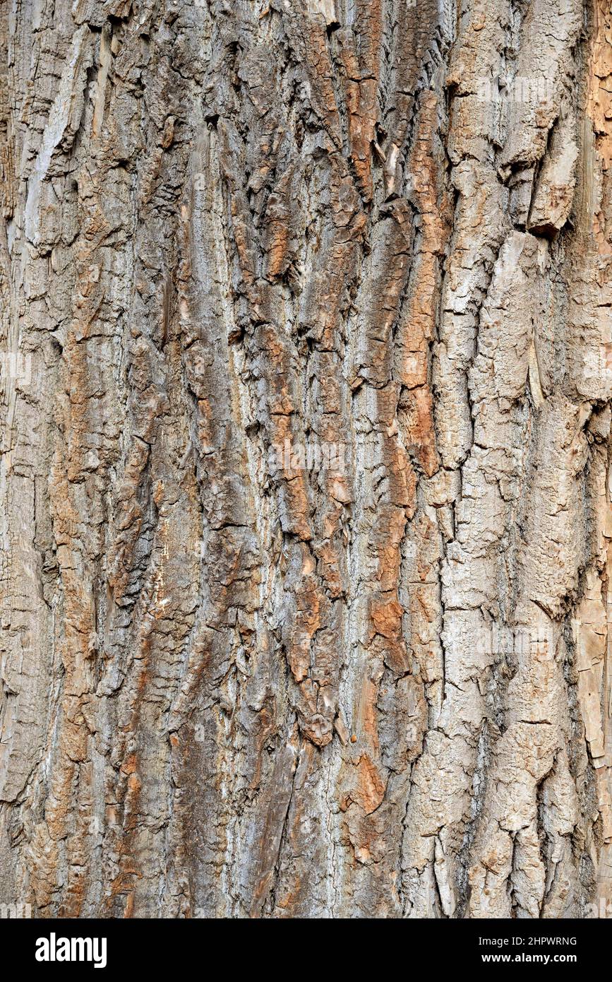 Poplar (Populus), close-up of the bark, tree bark, North Rhine ...