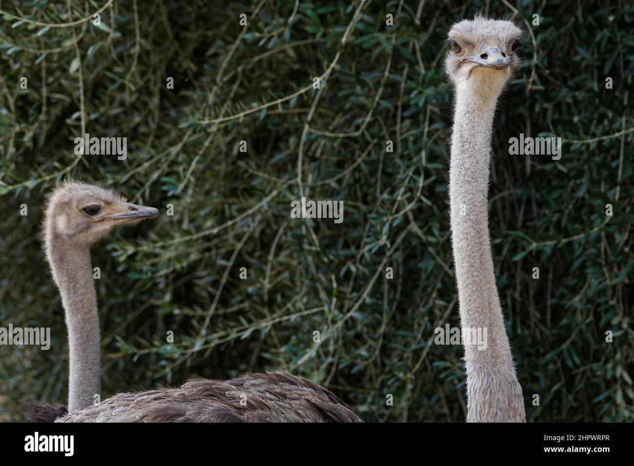 Ostrich at a local zoological park Stock Photo - Alamy