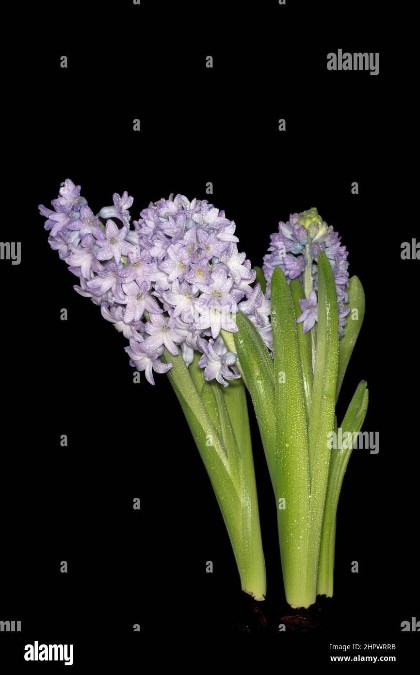 Inflorescence with water drops of the hyacinth (Hyacinthus), studio ...