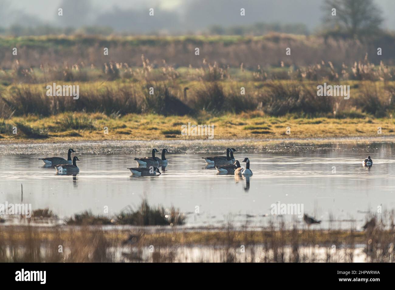 Canada Geese, Canada Goose, Branta Canadensis in habitat Stock Photo ...