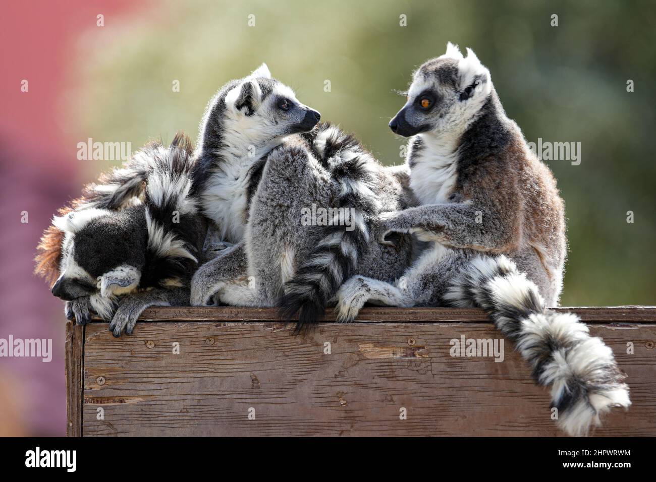 Ringtail lemurs cuddle for an afternoon nap on a cool winter day Stock ...