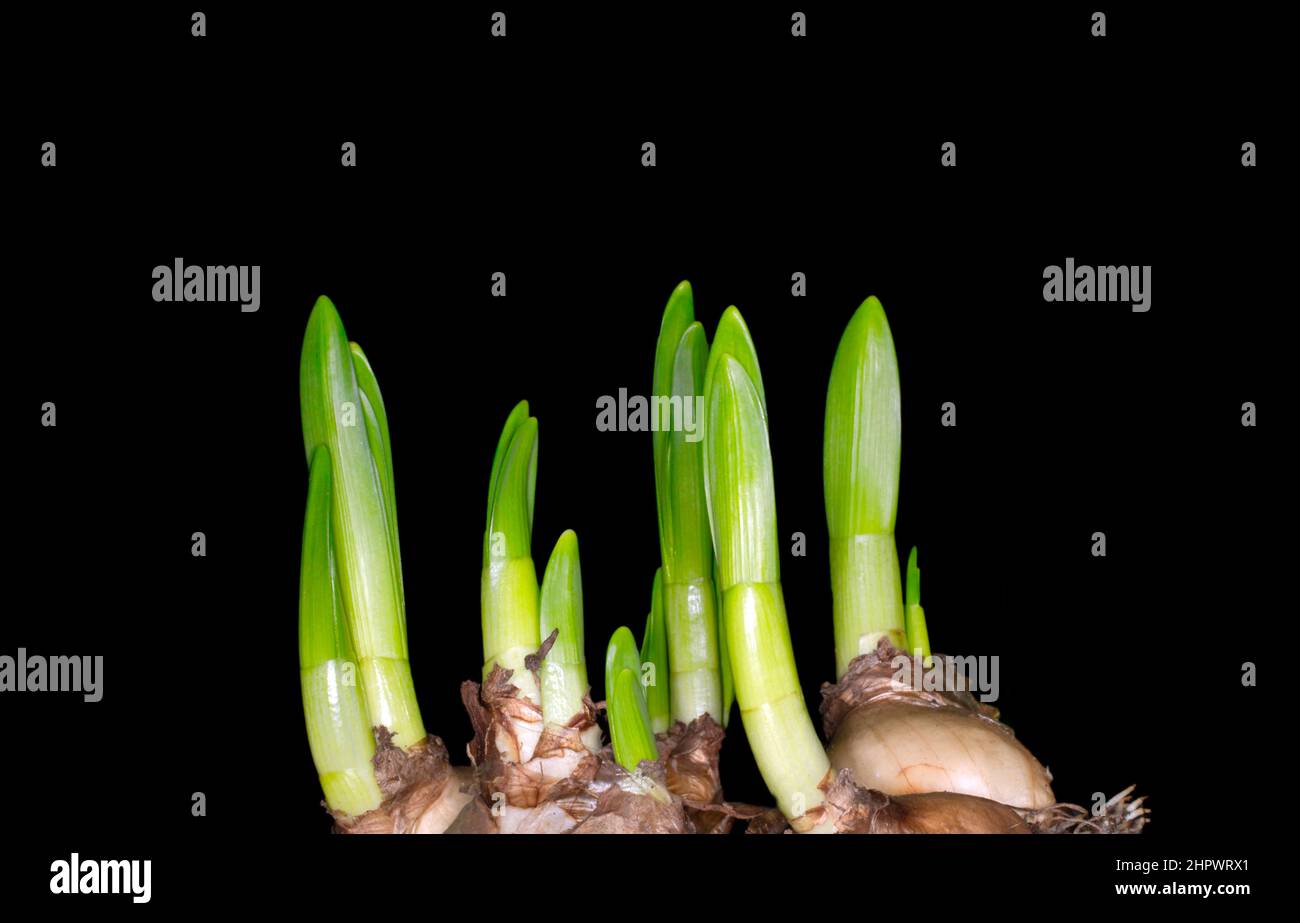 Sprouted bulbs of the wild daffodil (Narcissus Pseudonarcissus), studio ...