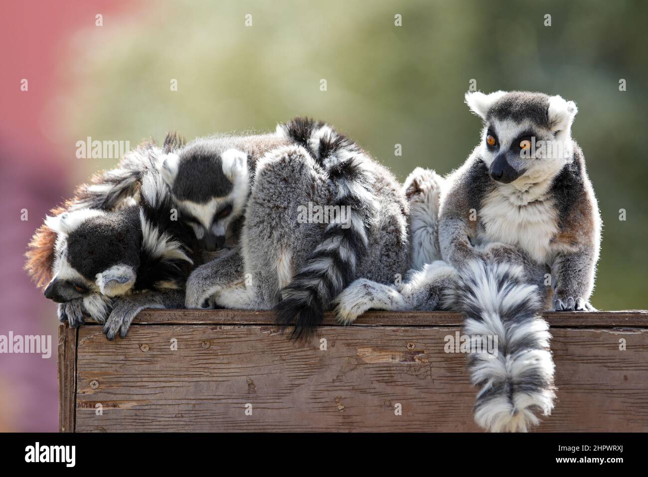 Ringtail lemurs cuddle for an afternoon nap on a cool winter day Stock ...
