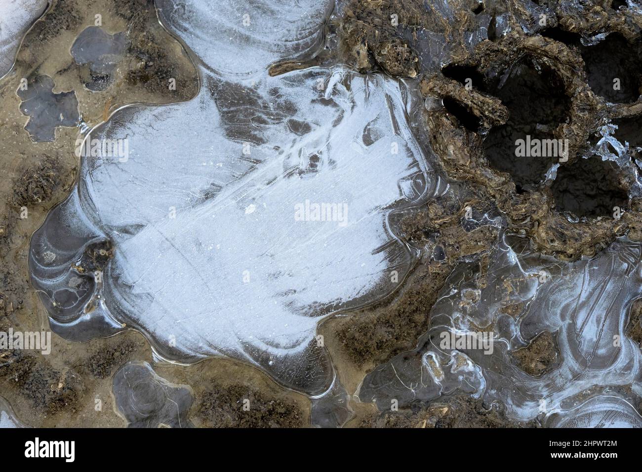 Ice structures in a puddle, Hesse, Germany Stock Photo - Alamy