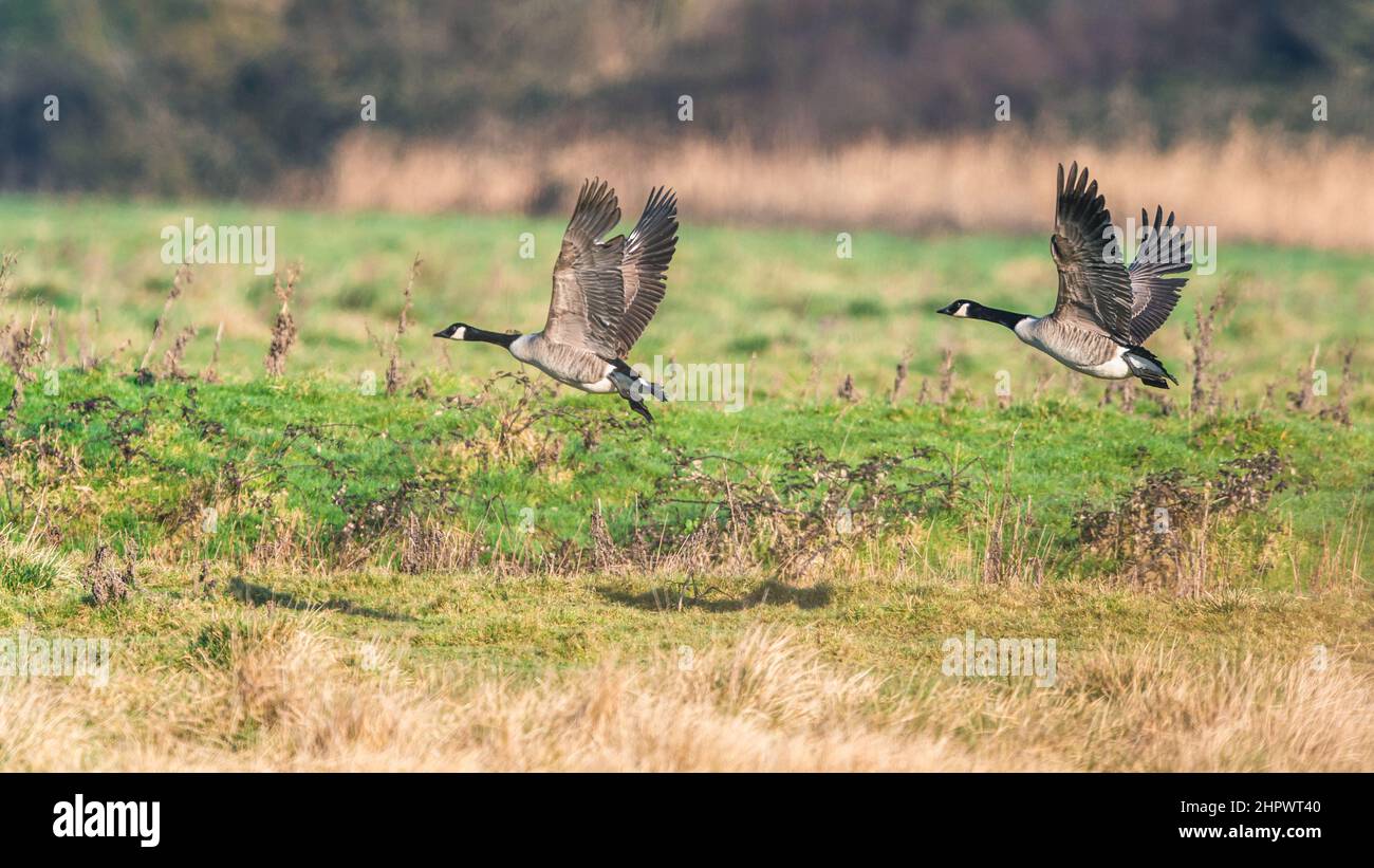 Canada Geese, Canada Goose, Branta Canadensis in flight Stock Photo - Alamy