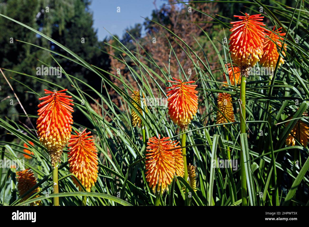 Rooper's torch lily, Kniphofia rooperi Lem. Xanthorrhoeceae, eastern S ...