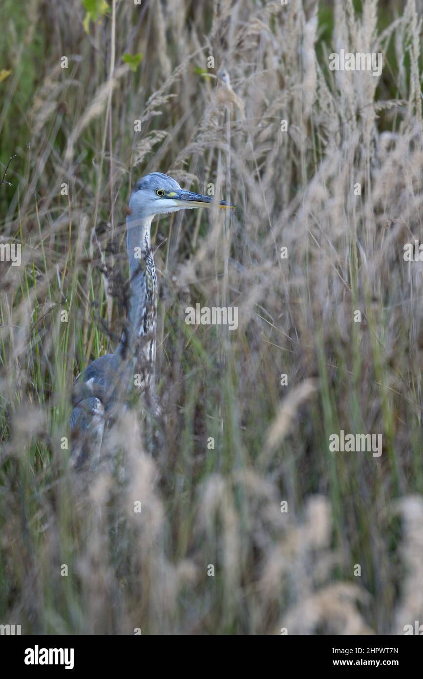 Grey heron (Ardea cinerea), hidden in riparian vegetation, mining ...