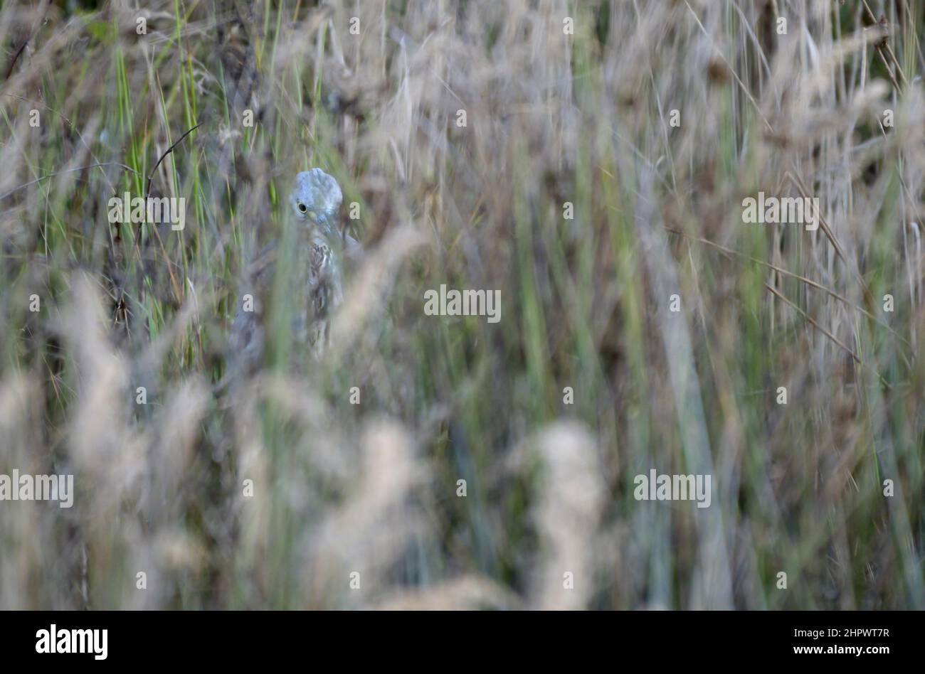 Grey heron (Ardea cinerea), hidden in riparian vegetation, mining ...