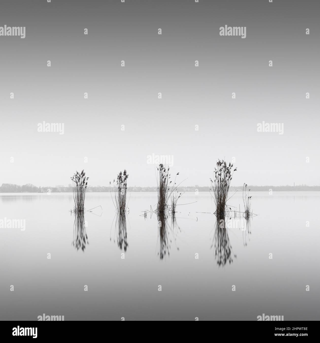 Black and white, reed bank of the Mueggelsee in Berlin, Germany Stock ...