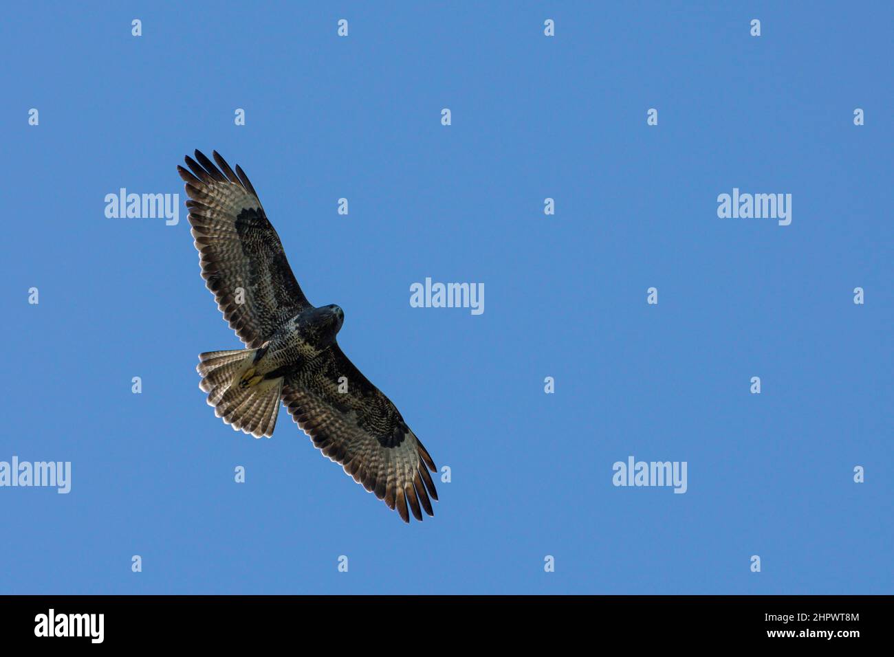 Common steppe buzzard (Buteo buteo), in flight, underside, Oberhausen ...