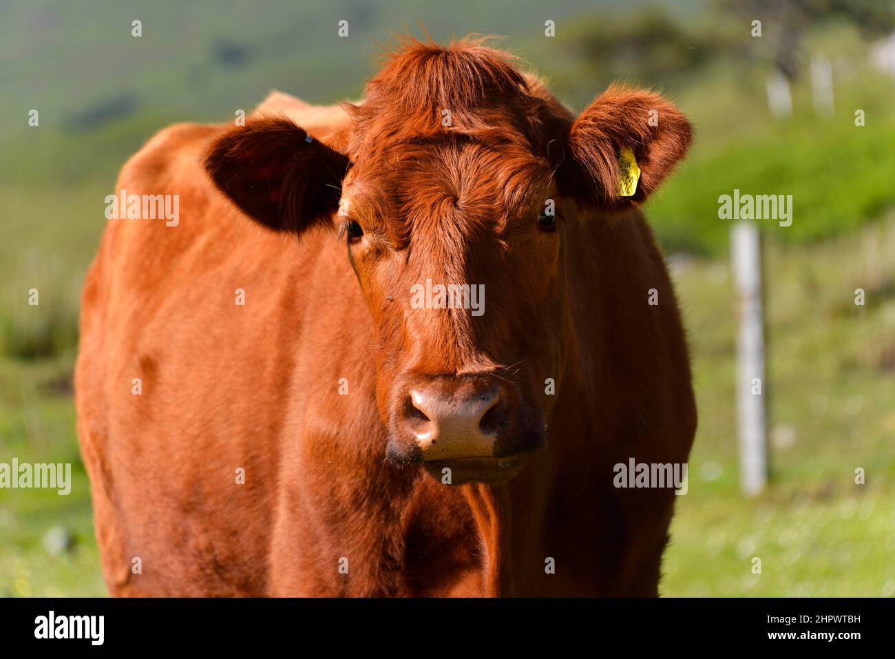 Scottish Highland domestic cattle (Bos taurus), portrait, on a pasture ...