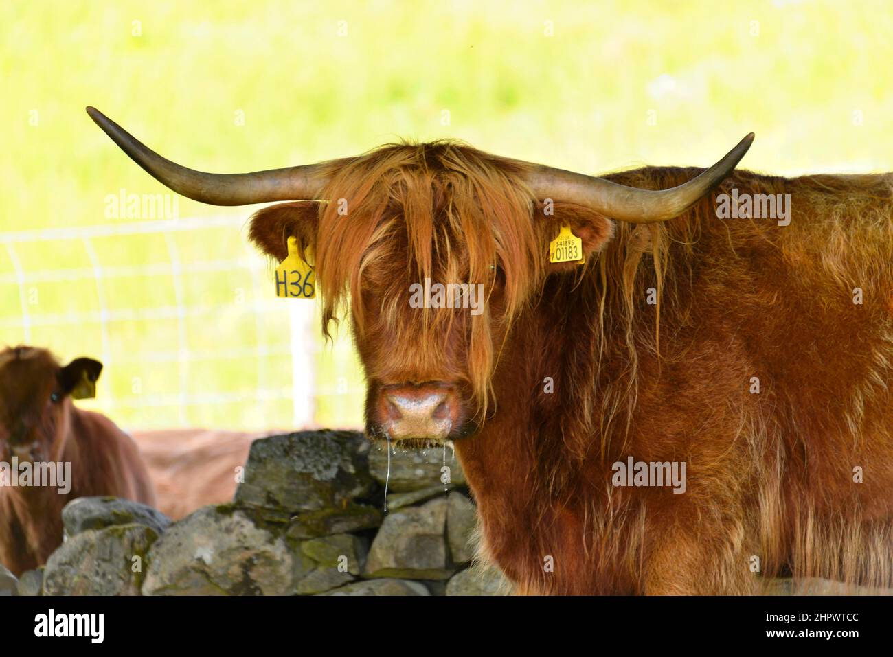 Scottish Highland Cattle (Bos taurus), animal portrait, Scotland ...