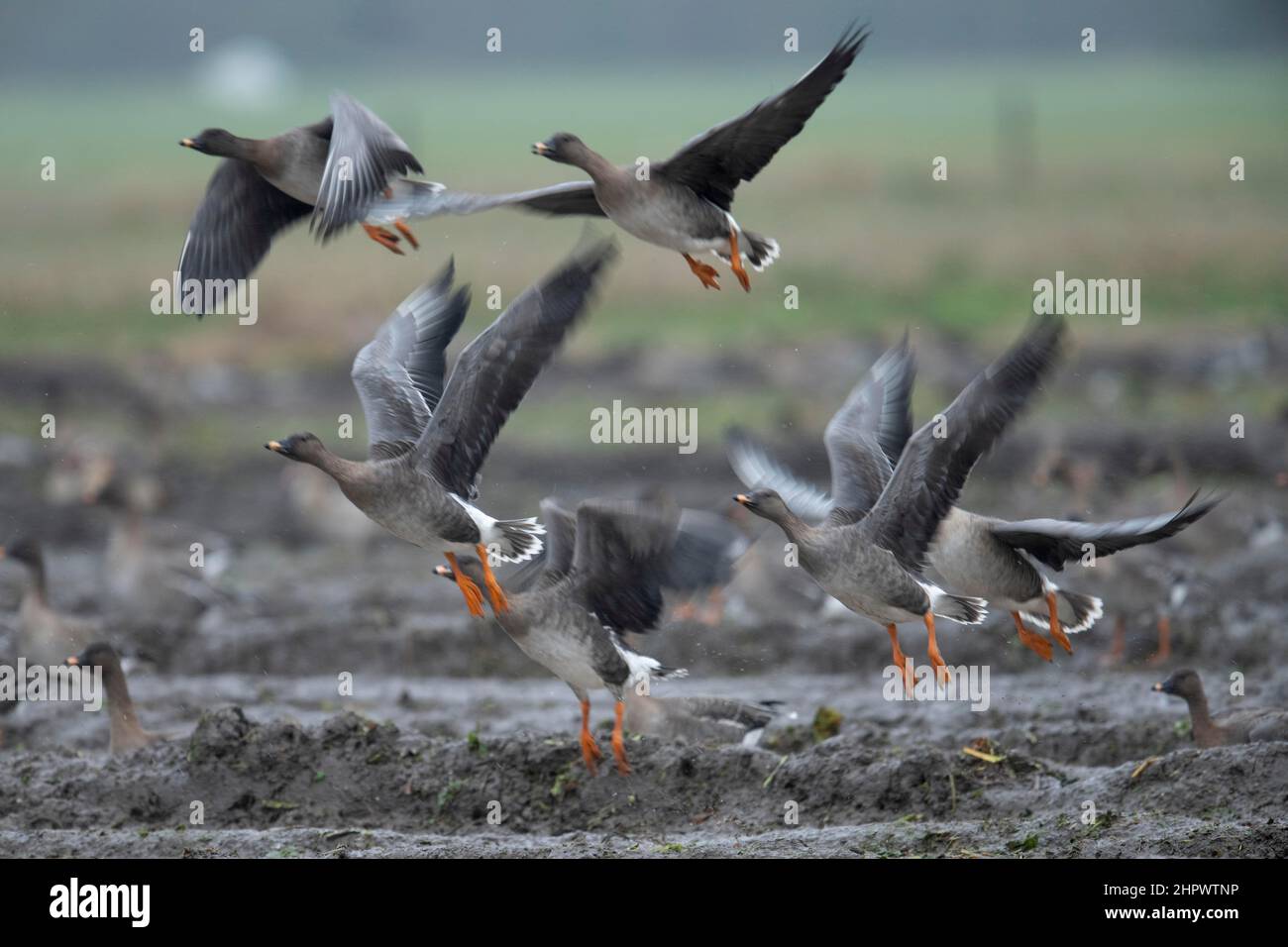 Bean goose (Anser fabalis), Tundrasa goose, Texel, Netherlands Stock Photo - Alamy