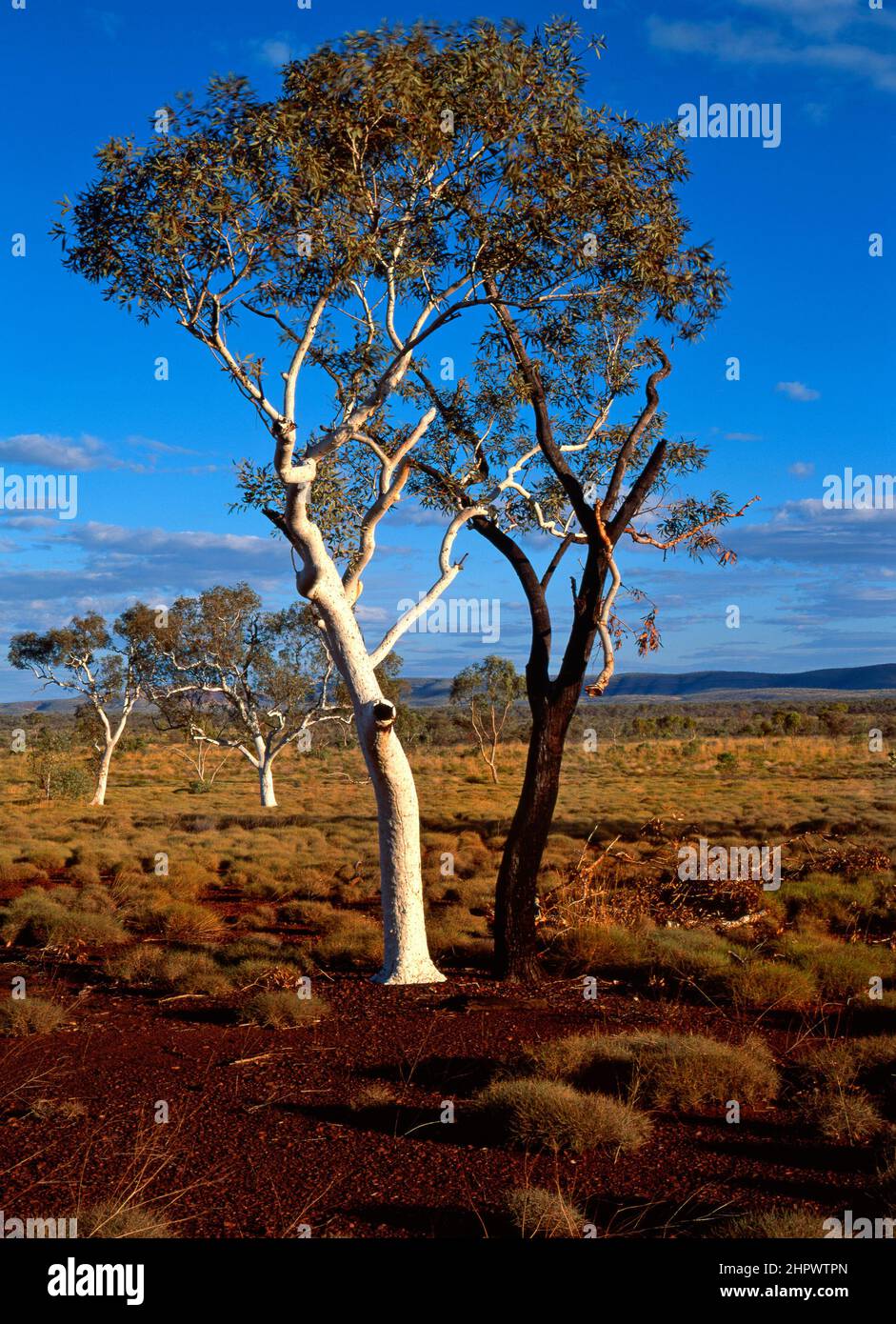 Eucalyptus Gum Tree, Pilbara, Northwest Australia Stock Photo - Alamy
