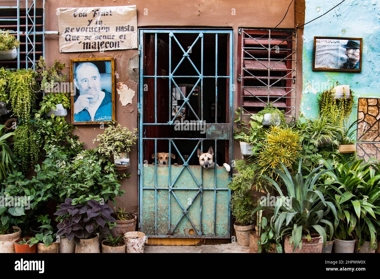 Dogs standing in a doorway in Havana, Cuba with mural and photos of ...