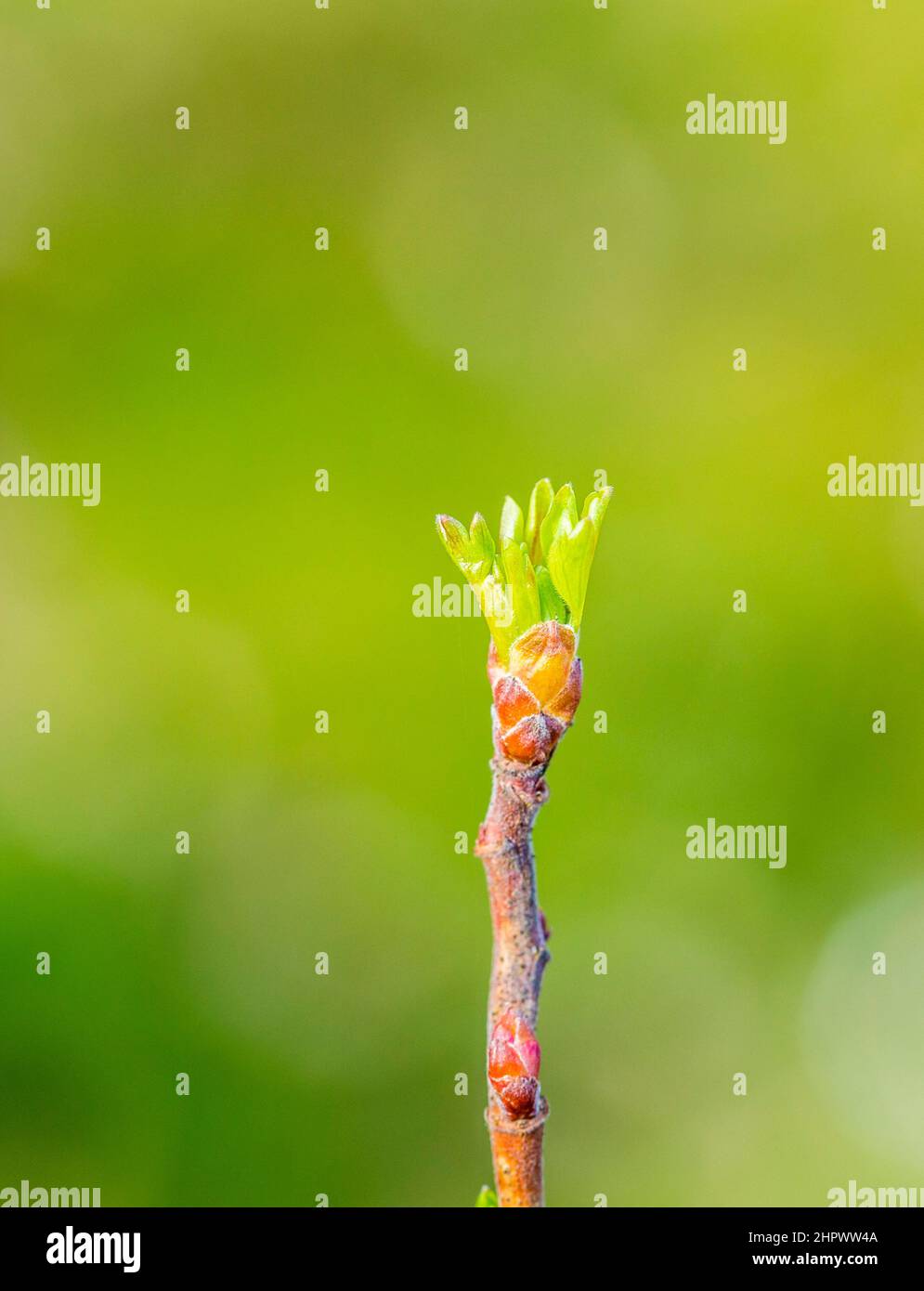 green bud of tree in detail grows in spring Stock Photo - Alamy