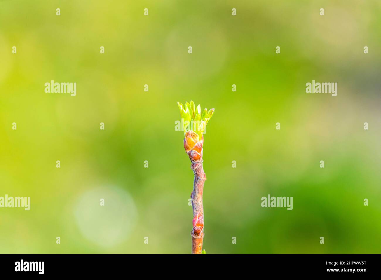 green bud of tree in detail grows in spring Stock Photo - Alamy