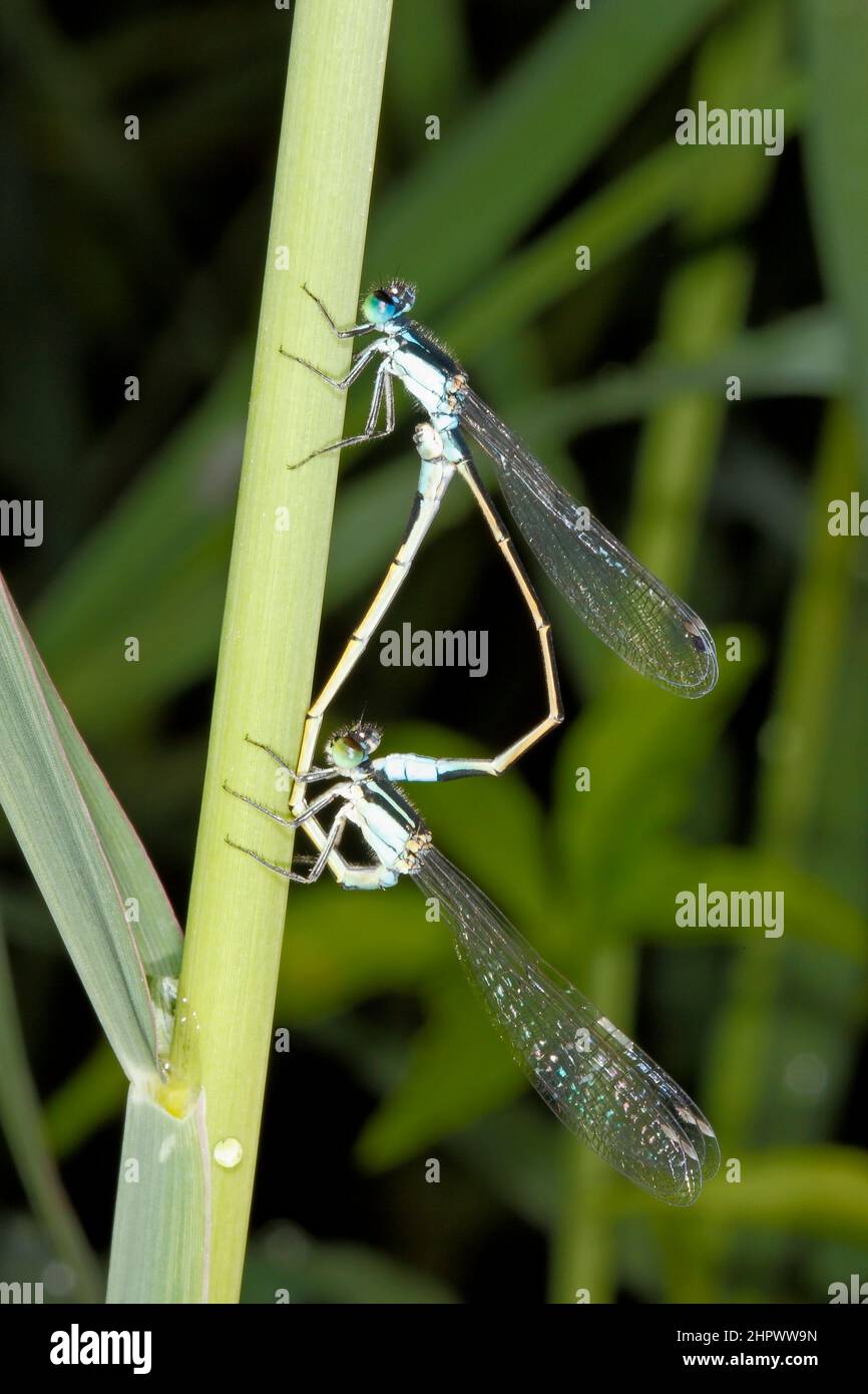 Common Bluetail Damselfly, Ischnura heterosticta. Mating pair in wheel ...