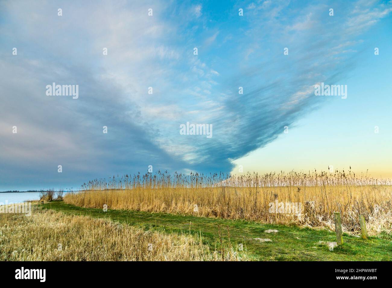 backwater landscape at the island of Usedom with reed grass at the ...