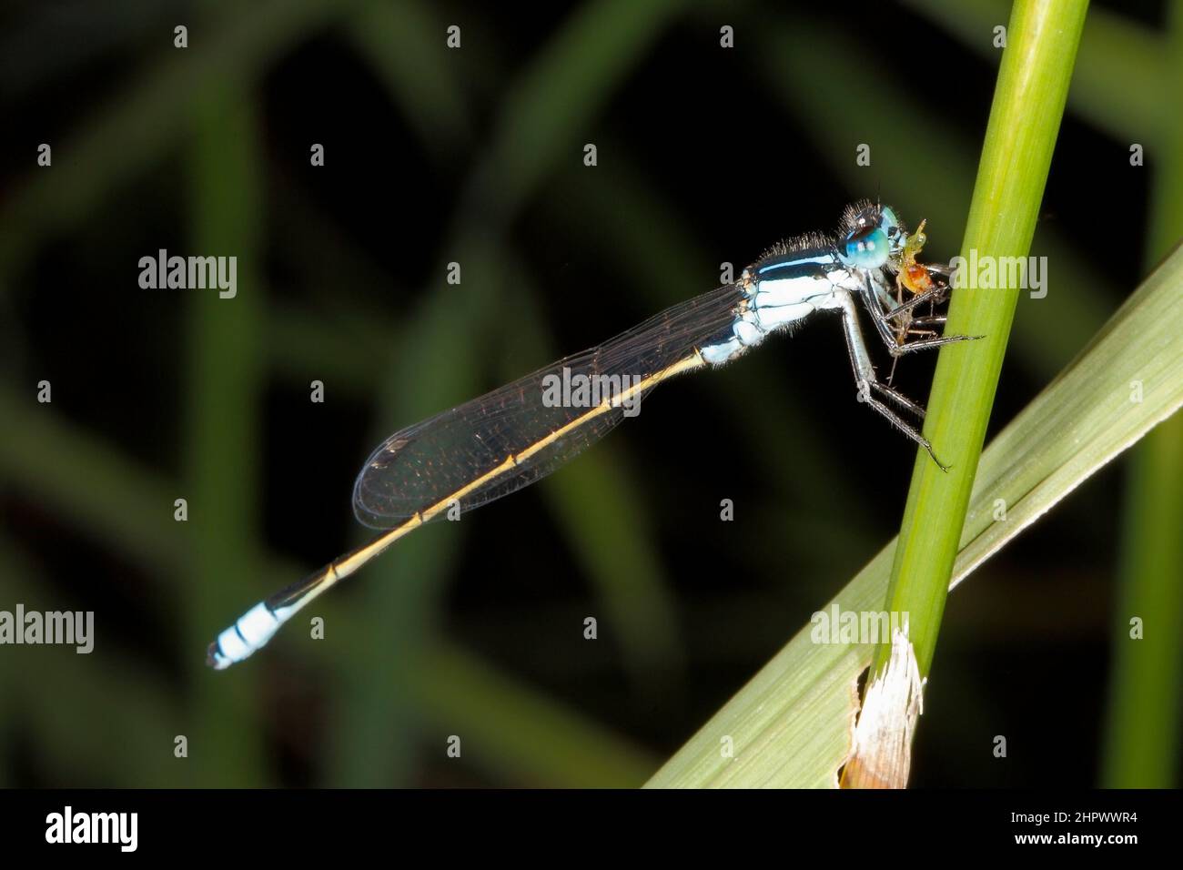 Common Bluetail Damselfly, Ischnura heterosticta. Male showing face ...