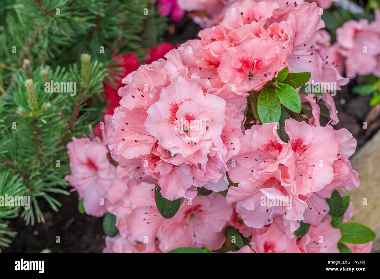 Beautiful pink rhododendron flower, azaleas in detail Stock Photo - Alamy