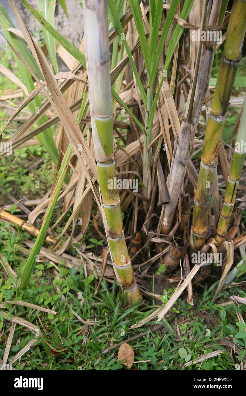 conde, bahia, brazil - january 9, 2022: Sugarcane plantation for sugar ...