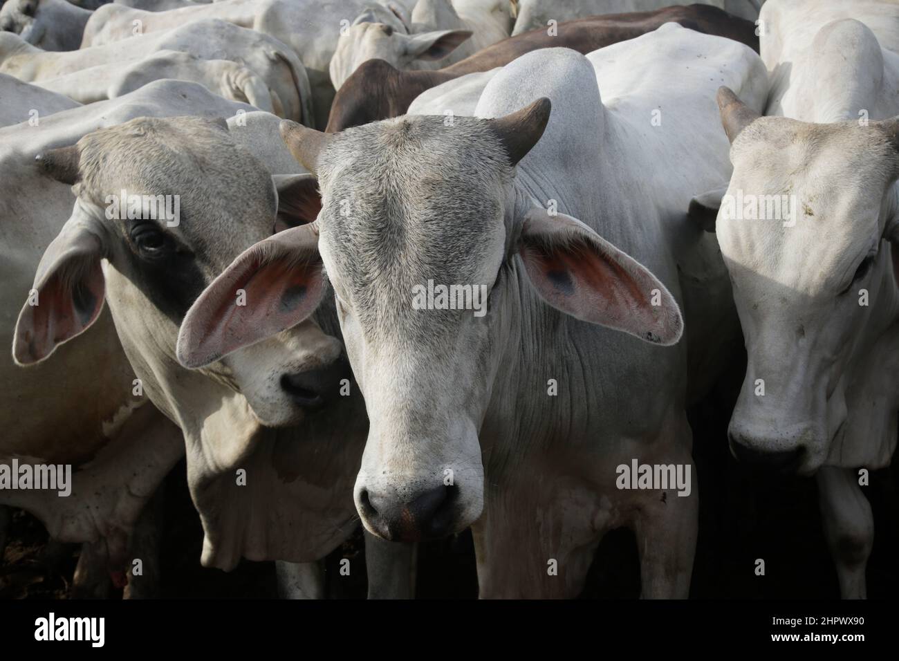 City farming brasil hi-res stock photography and images - Alamy