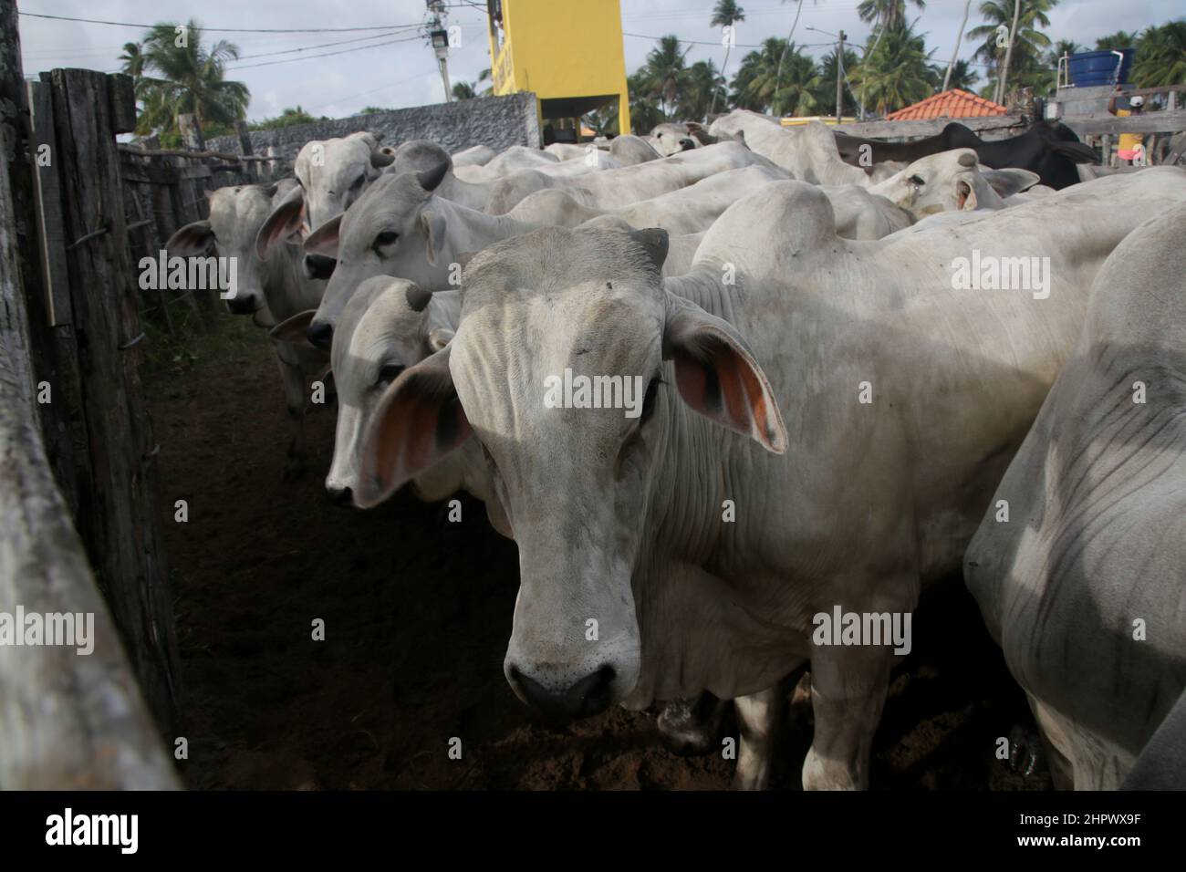conde, bahia, brasil - january 7, 2022: Cattle are seen in a corral of ...